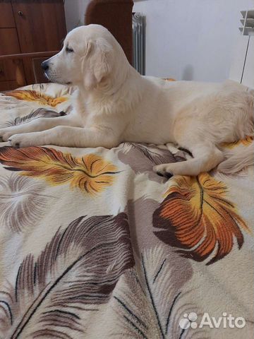 Золотистый ретривер