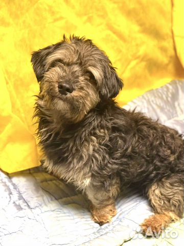 Отдаю маленького песика Грея 6 кг в добрые руки