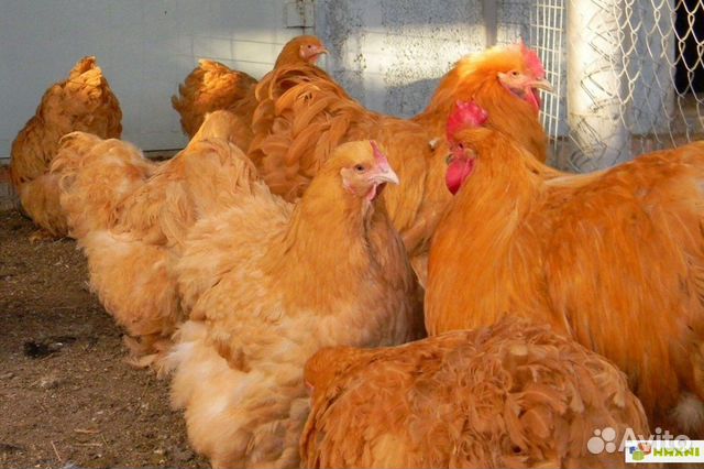 Орпингтон палевый, золотоокаймленый