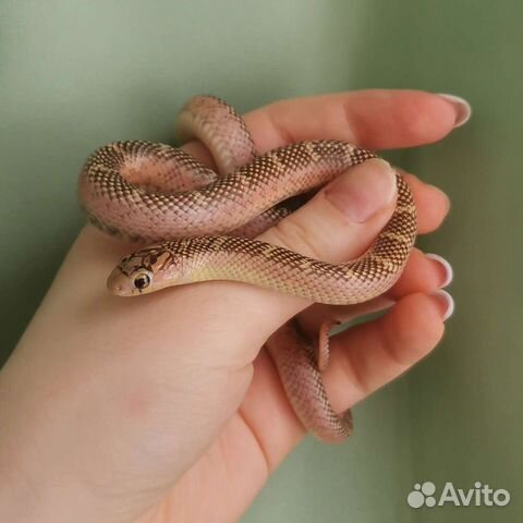 Королевская змея Брукса