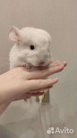 Шиншилленок бело-розовый носитель ангоры