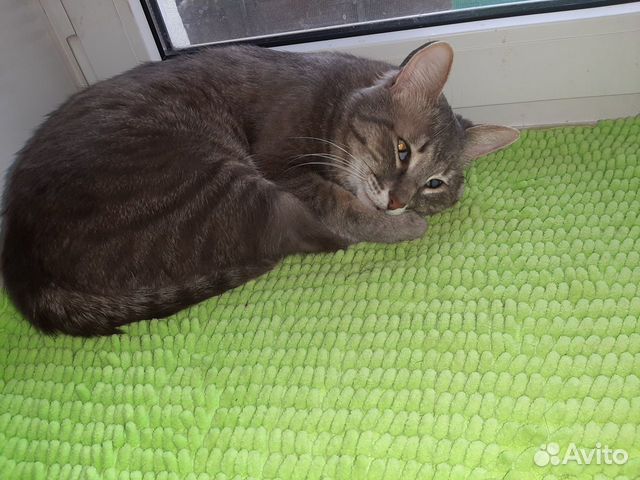 Любимый котик