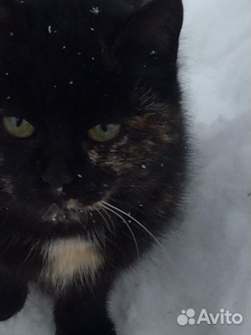Кошечка, котенок