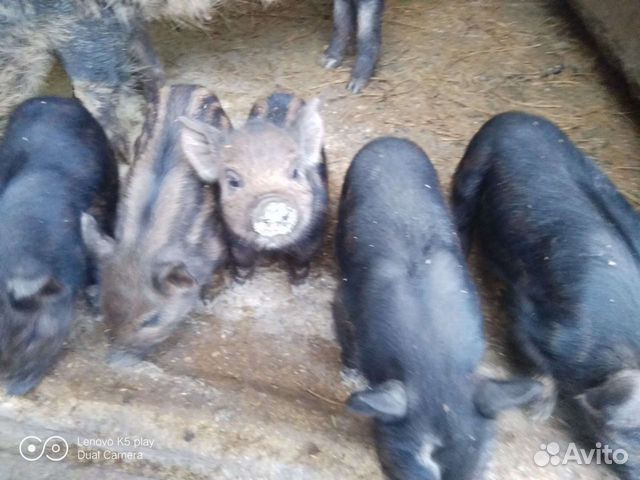 Поросята кармалы