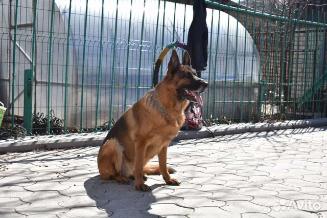 Щенки немецкой овчарки