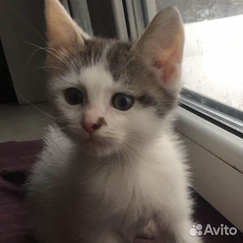 Кеша, 2 месяца, в добрые руки