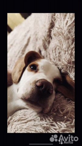 Щенки бигль 6 месяцев