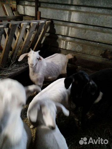 Козье молоко, козлята