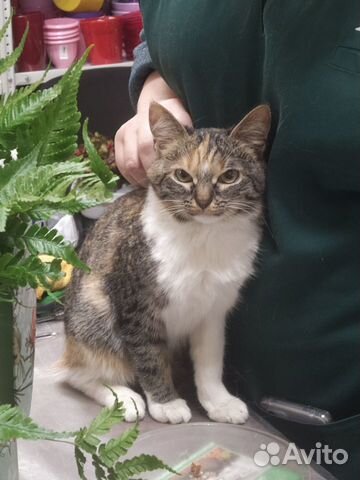 Кошка в дар