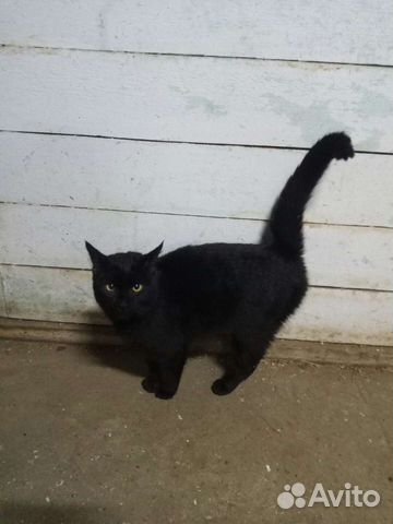 Чёрный Котэ