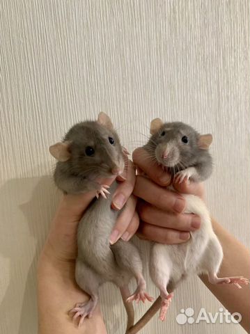 Крыса дамбо и сиамская с клеткой