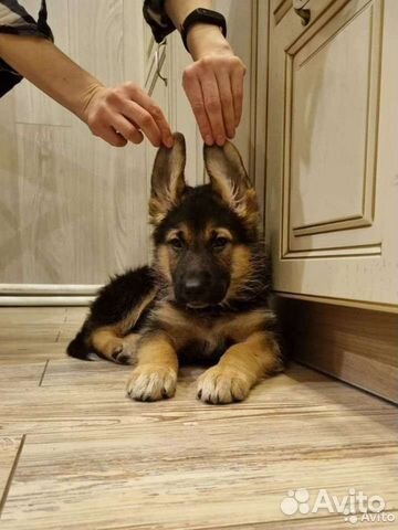 Отдам щенка овчарки или помесь