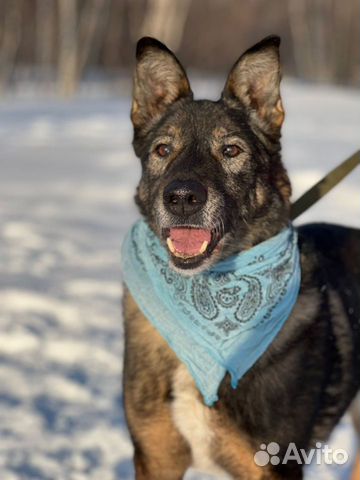 Красавчик Джонс ищет семью