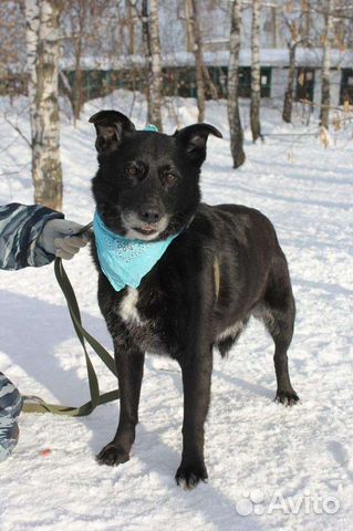 Пёс Бакс обречён на одиночество