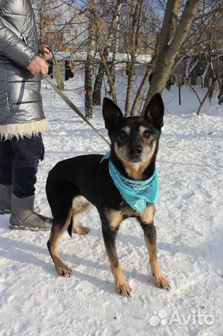 Маленькой собаке нужна надежда на жизнь
