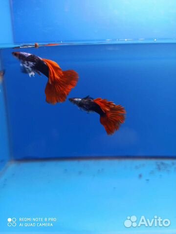 Гуппи чистая линия