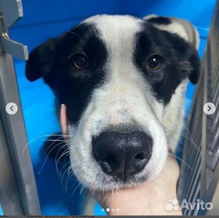 Собака Бэлла