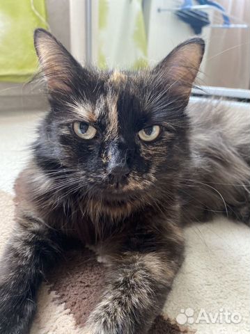 Кошечка молоденькая