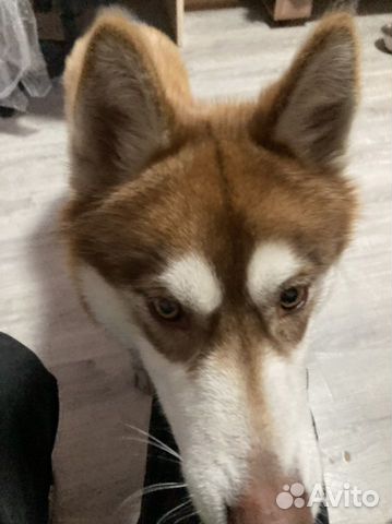 Сибирский хаски потерялась в хорошие руки