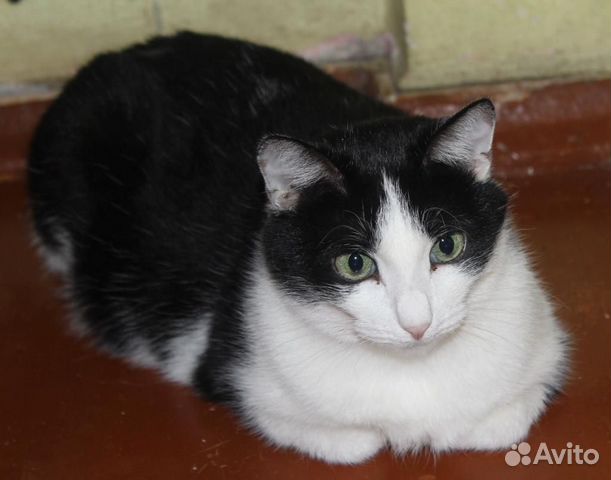 Котята в добрые руки бесплатно