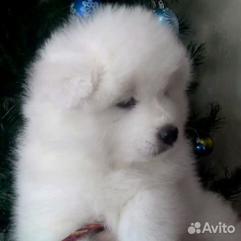 Щеночки-лапочки