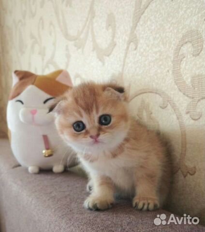 Шотландская девчонка