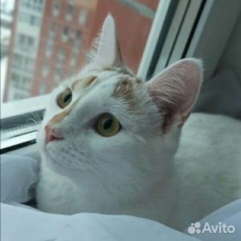 Кошечка Пятнышко в поисках дома