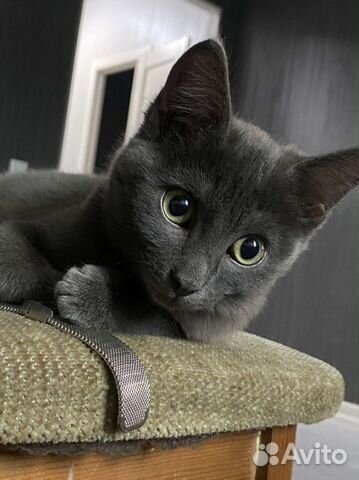 Русская голубая вязка