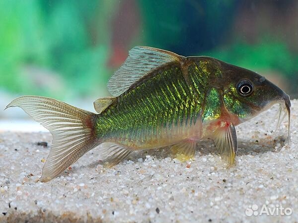 Коридорас Брохис