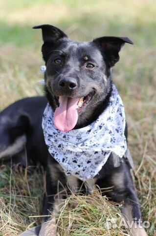 Весёлый Багги ждёт хозяина