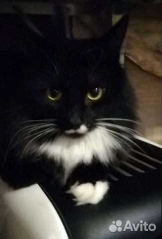 Кошка 1 год, стерилизована,Пуша