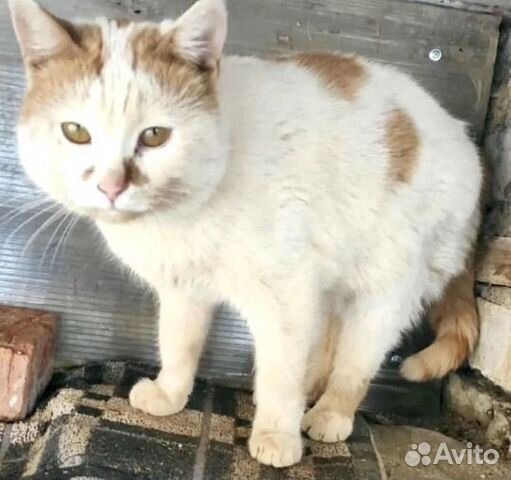 Белый котенок с рыжим хвостом и ушками