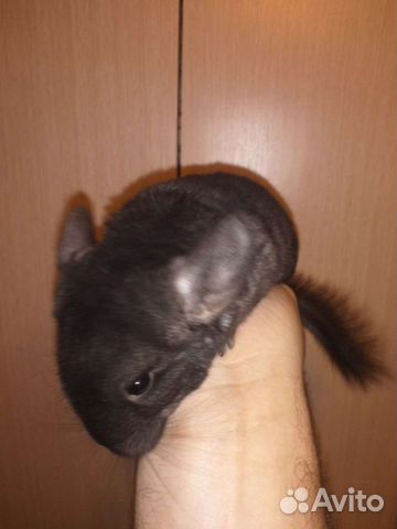 Шиншилла мальчик чёрный