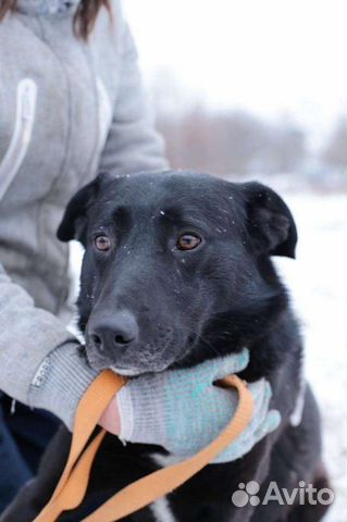 Спасите Герду