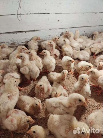 Цыплята бройлеры кобб 700