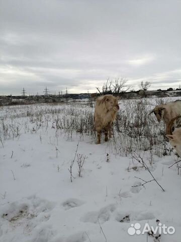 Продаются козы, козел