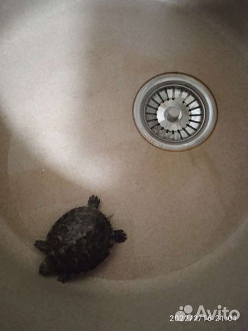 Отдам в добрые руки