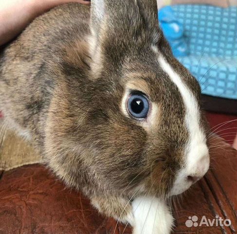 Декоративные кролики