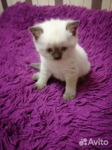 Британский котик
