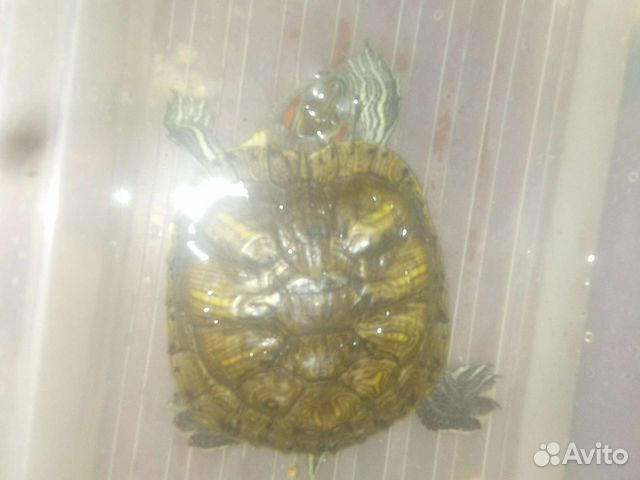 Красноухая черепаха