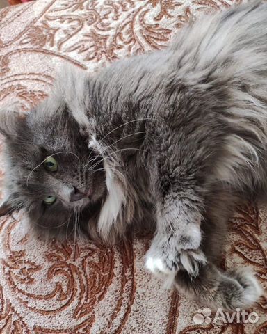 Кот нибелунг в добрые руки