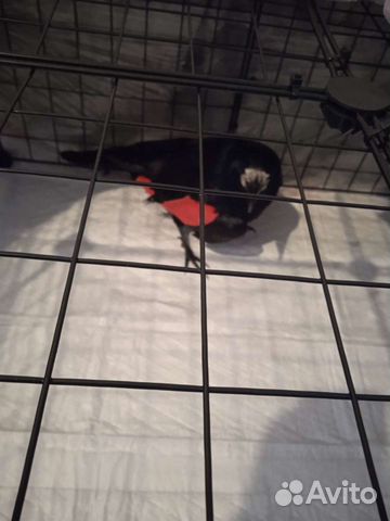 Отдам в добрые руки