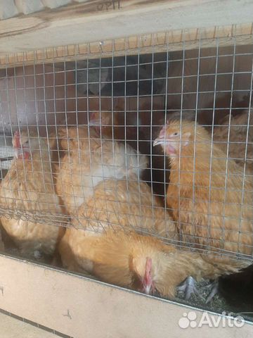 Куры яцо на инкубацию породистых кур