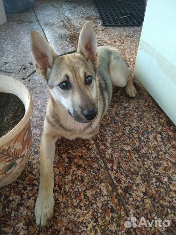 Собака- трехлапка ищет доброе сердце