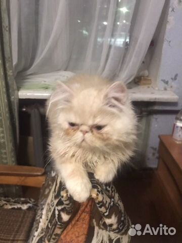 Персидская