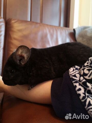Шиншилла самка темный эбони