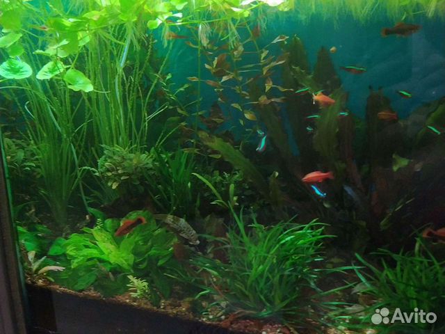 Растения, рыбки, аквариумы