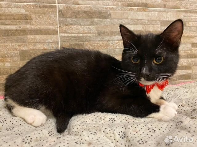 Котенок Ричи 4 мес