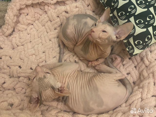 Котята донского сфинкса