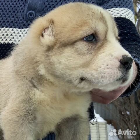 Среднеазиатская овчарка, кобель 1 месяц
